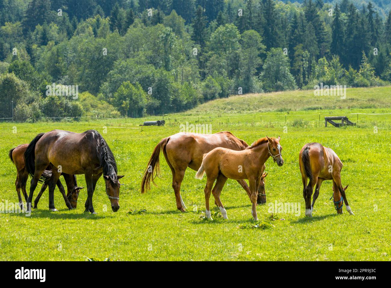 Horses in the pasture Stock Photo - Alamy