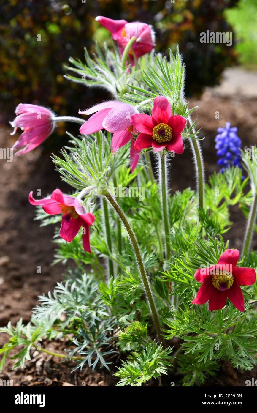 Perennial red flower hi-res stock photography and images - Alamy