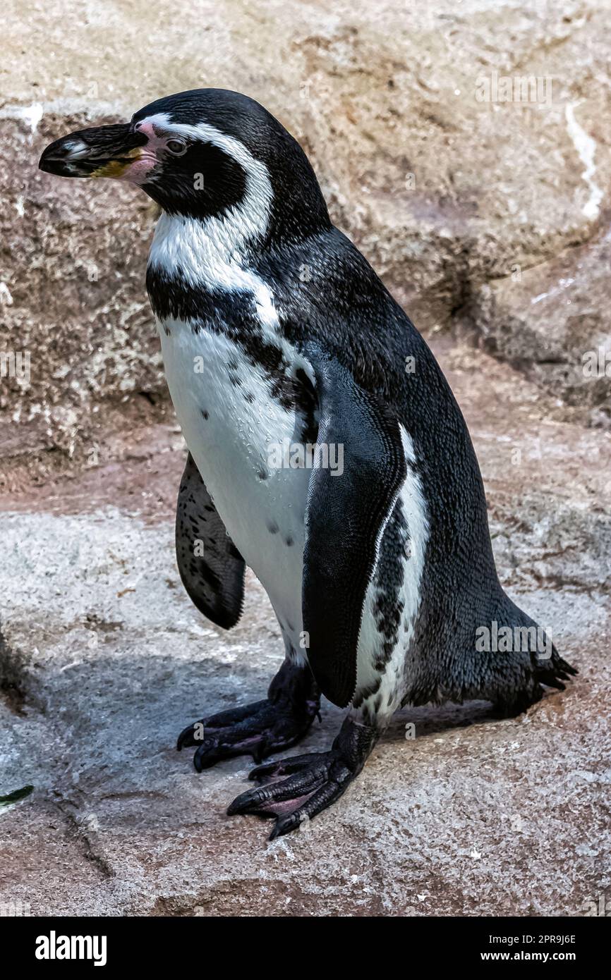 Humboldt penguin chile hi-res stock photography and images - Alamy