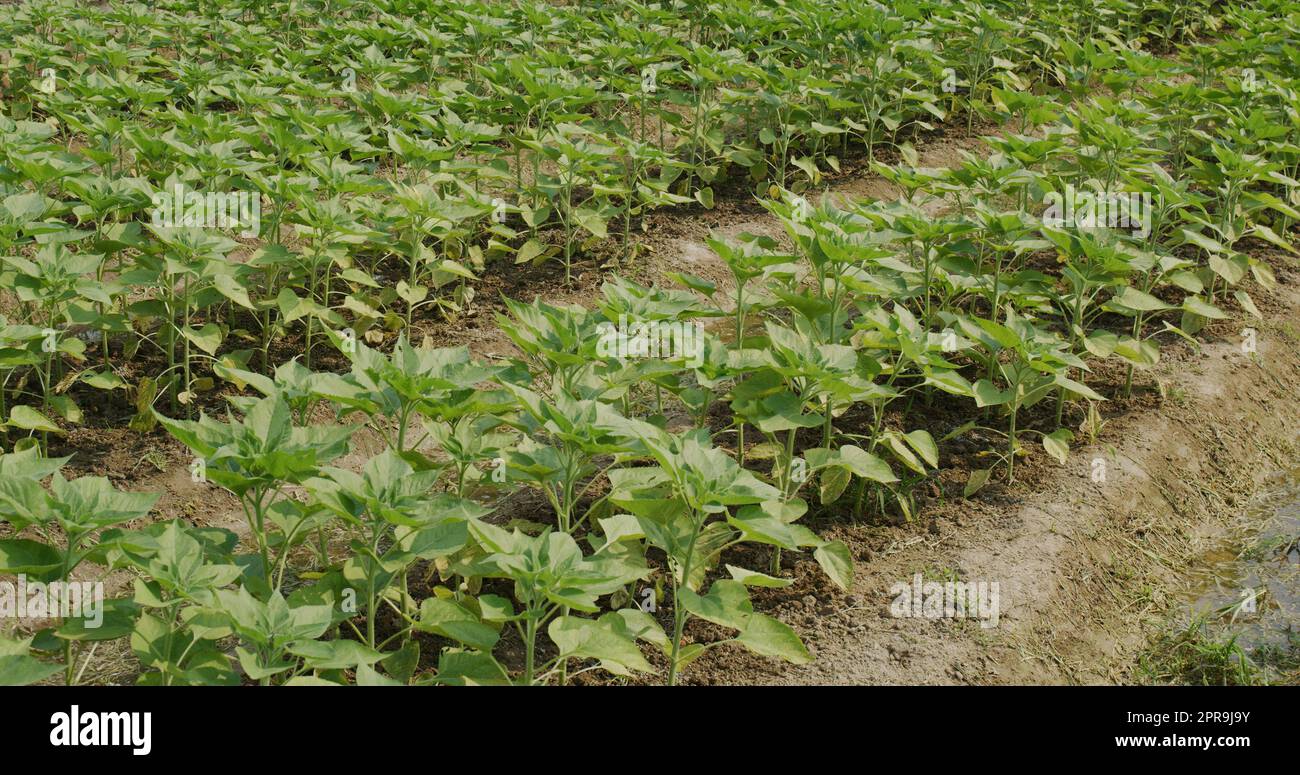 Lily farm hi-res stock photography and images - Alamy
