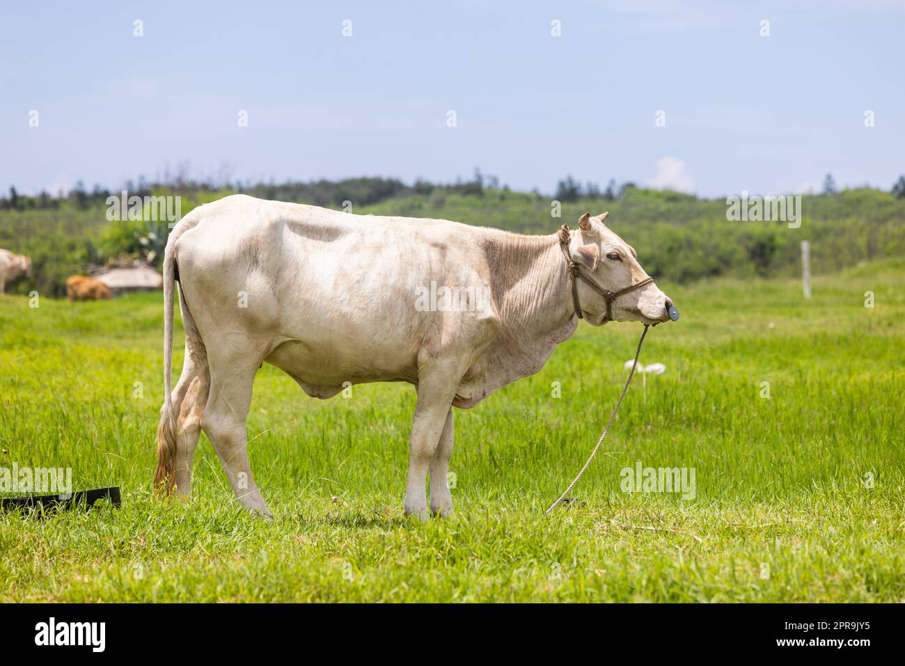White cow in the pasture Stock Photo - Alamy