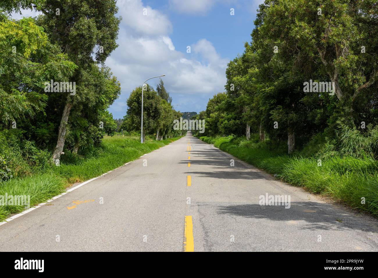 Asphalt road with trees on the side Stock Photo - Alamy