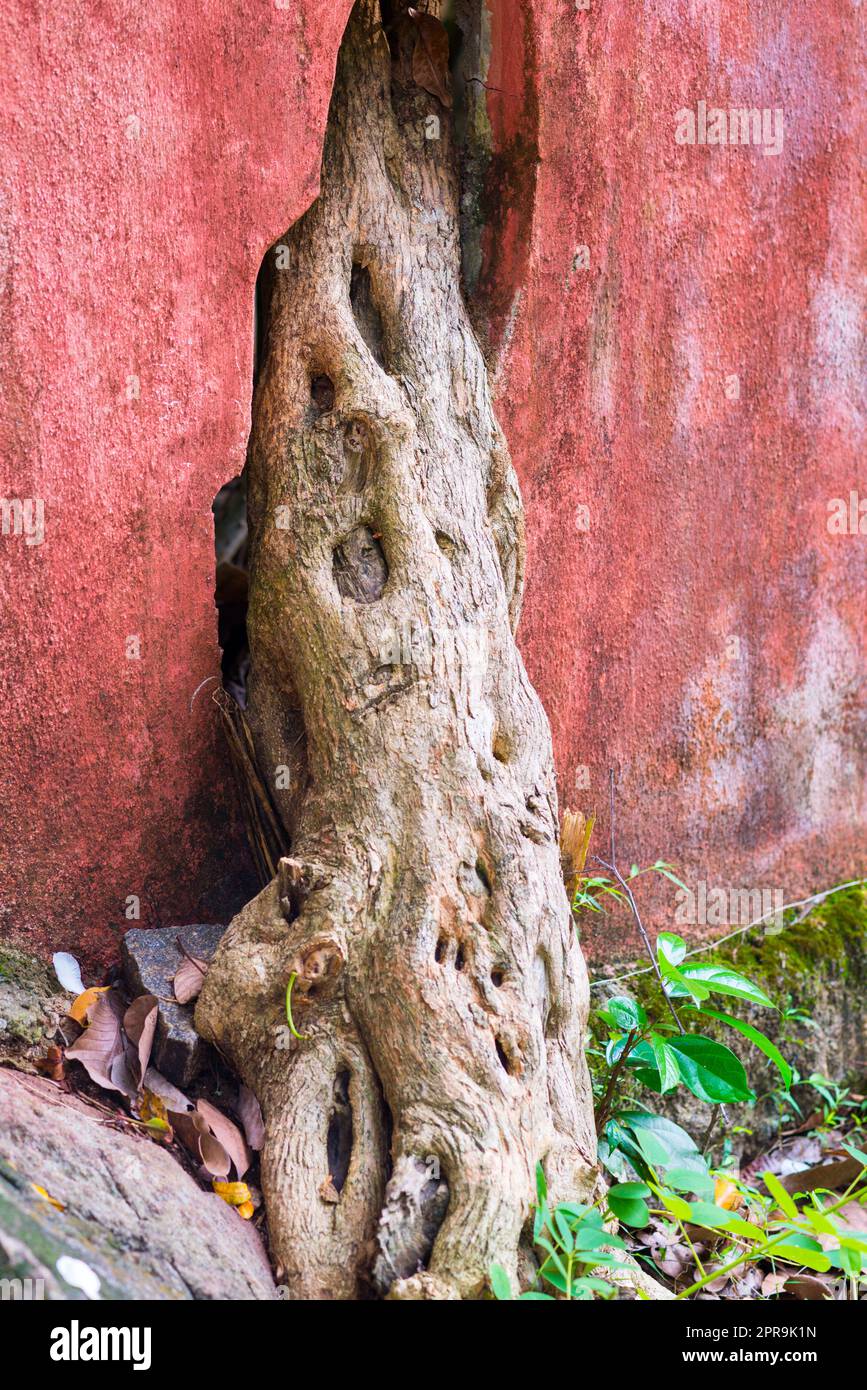 Tree trunk through the wall on a house in Unawatuna in Sri Lanka Stock ...