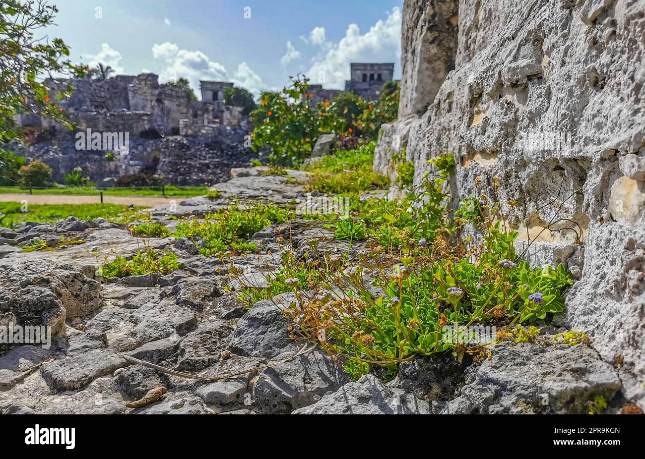 Ancient Tulum ruins Mayan site temple pyramids artifacts seascape ...