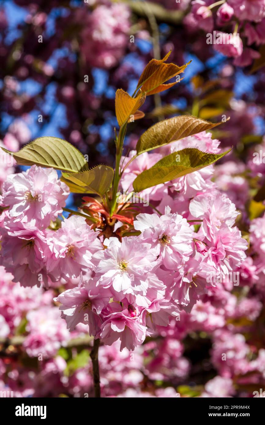 Spring macro hi-res stock photography and images - Alamy