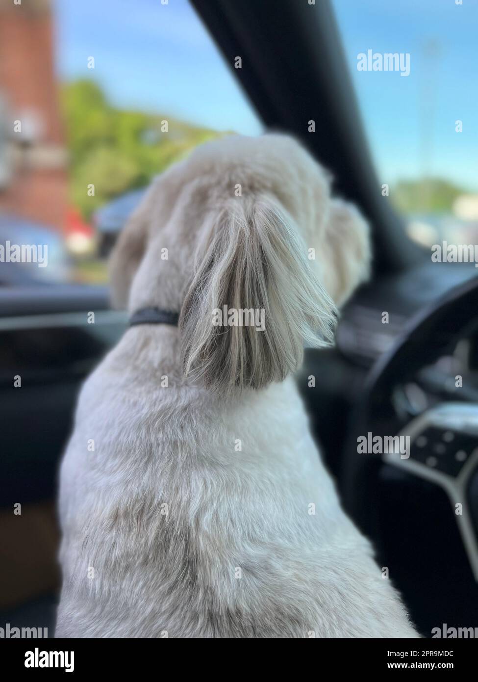 An adorable puppy dog is seated behind the wheel of a car, looking out ...