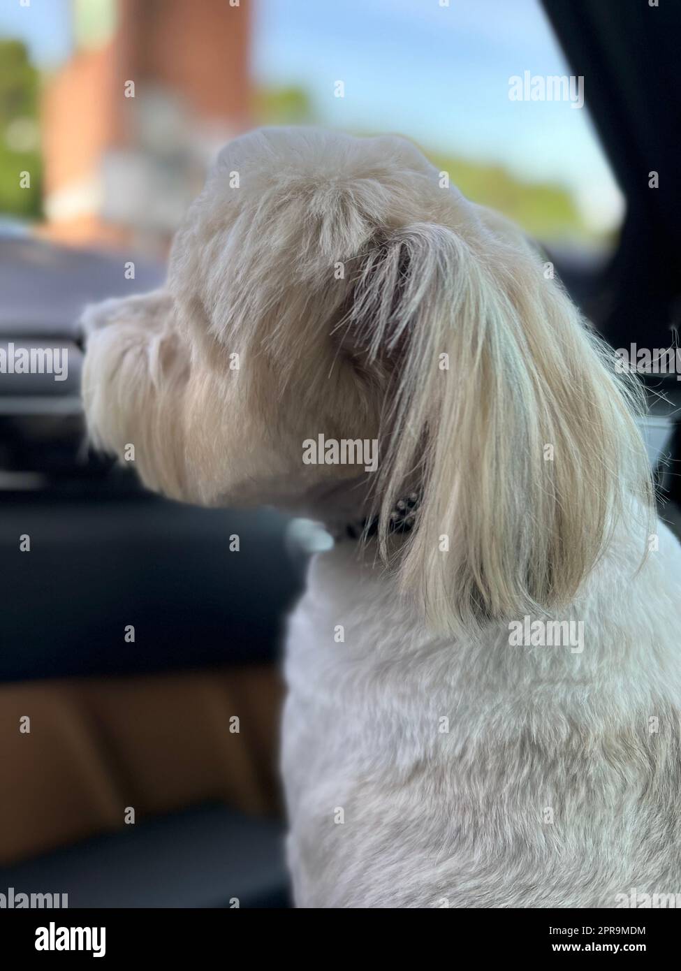 An adorable canine sits confidently in the driver's seat of a vehicle ...