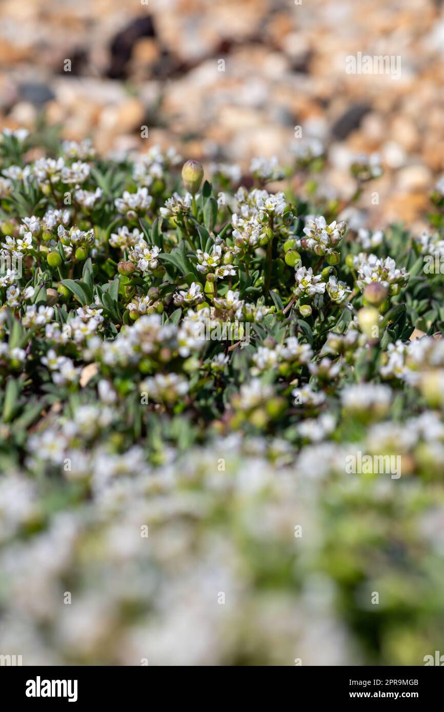 Close up of scurvygrass (cochlearia officinalis) flowers in bloom Stock ...
