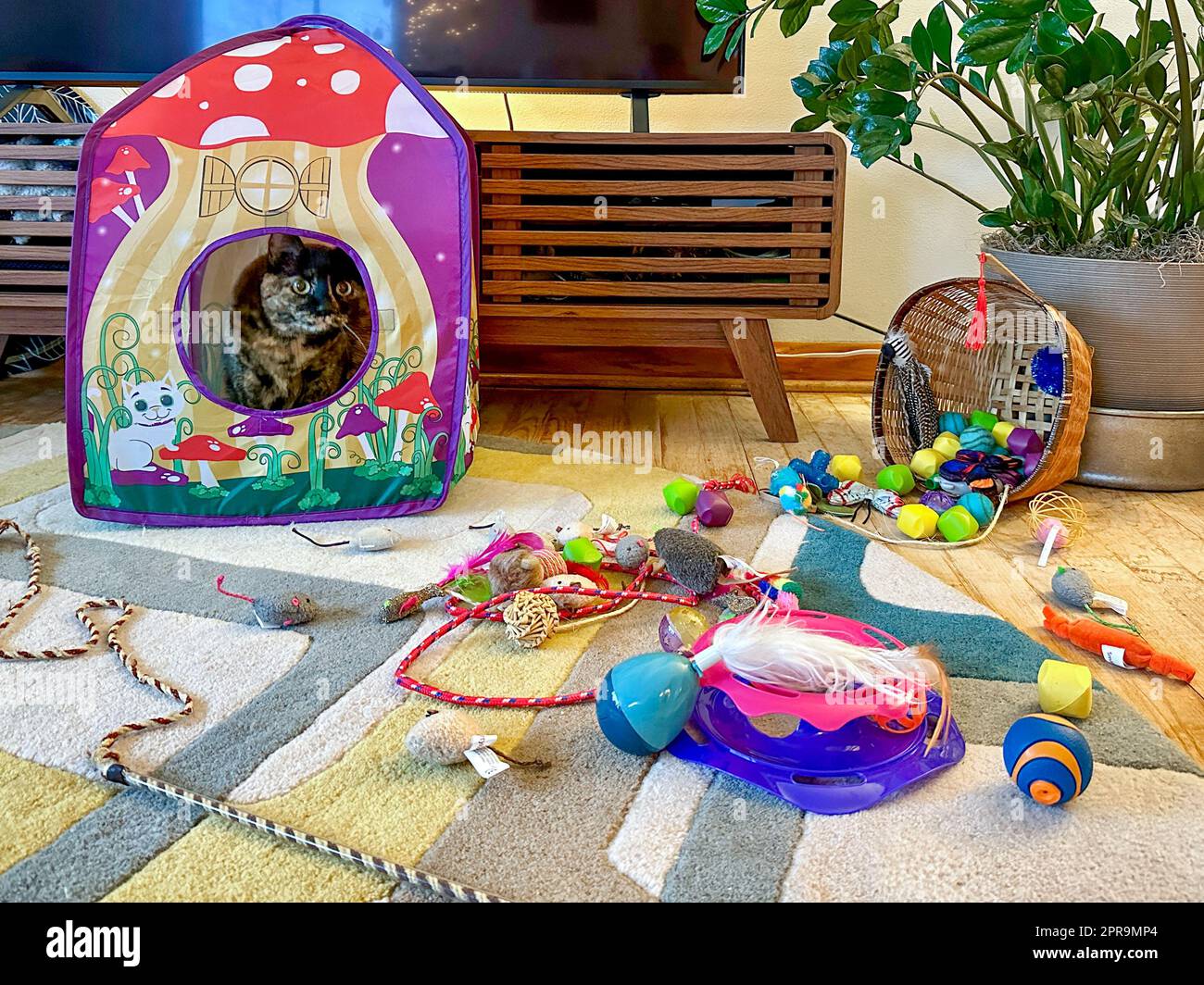 Cat in colorful cat house surrounded by a tipped basket of colorful ...