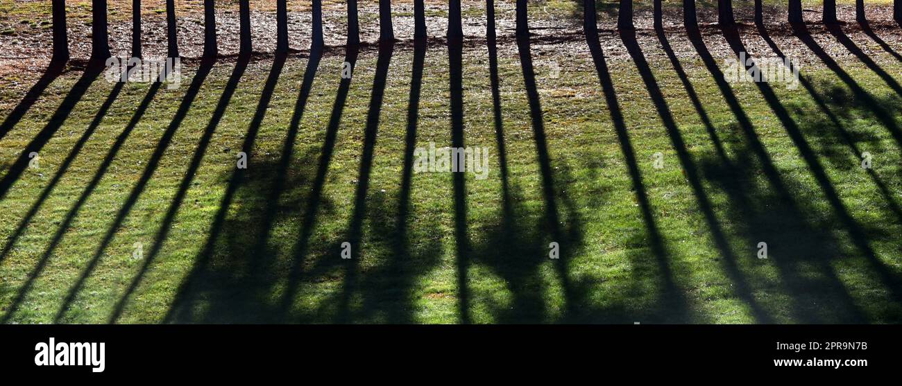 Background image shows tall shadows cast by row of trees. Light shows ...