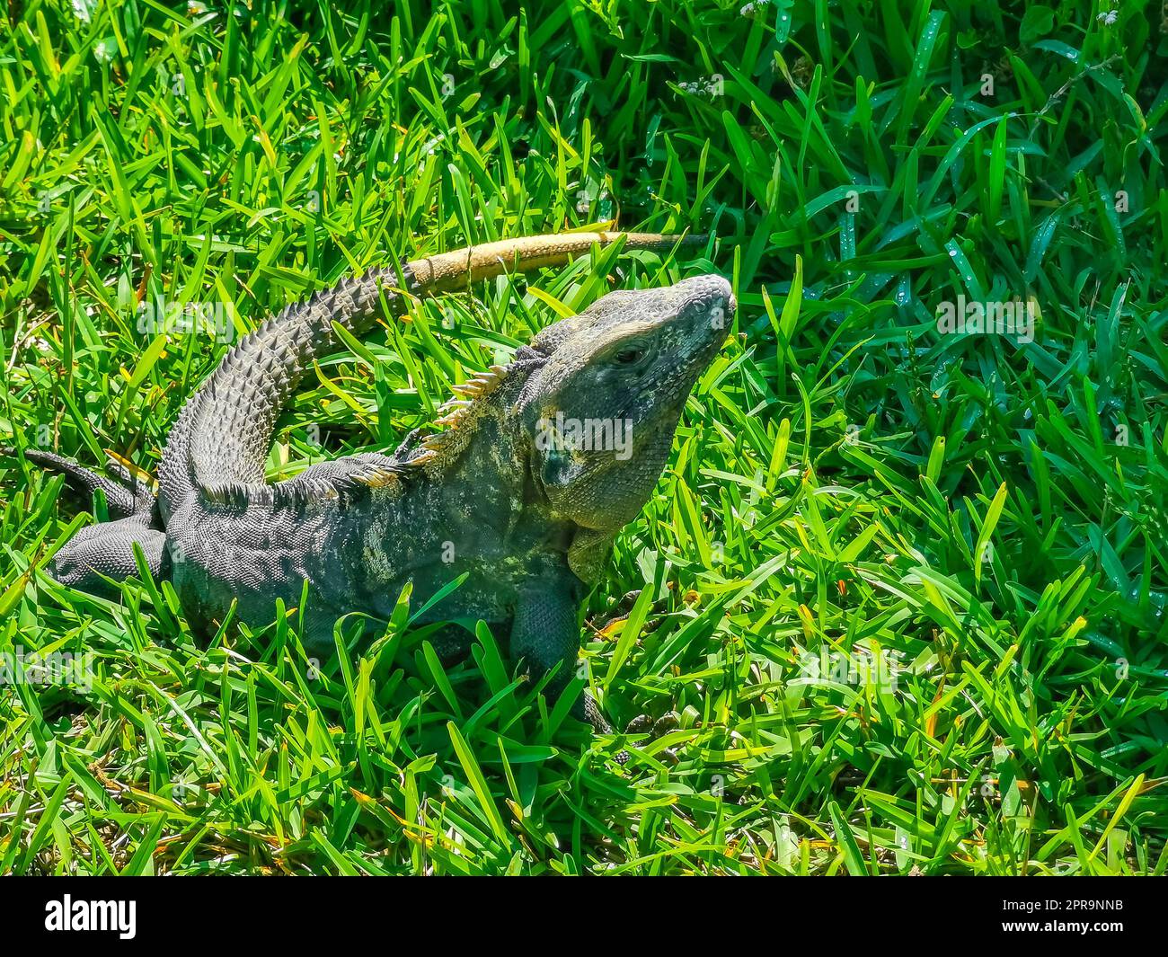 Iguana on grass Tulum ruins Mayan site temple pyramids Mexico Stock ...