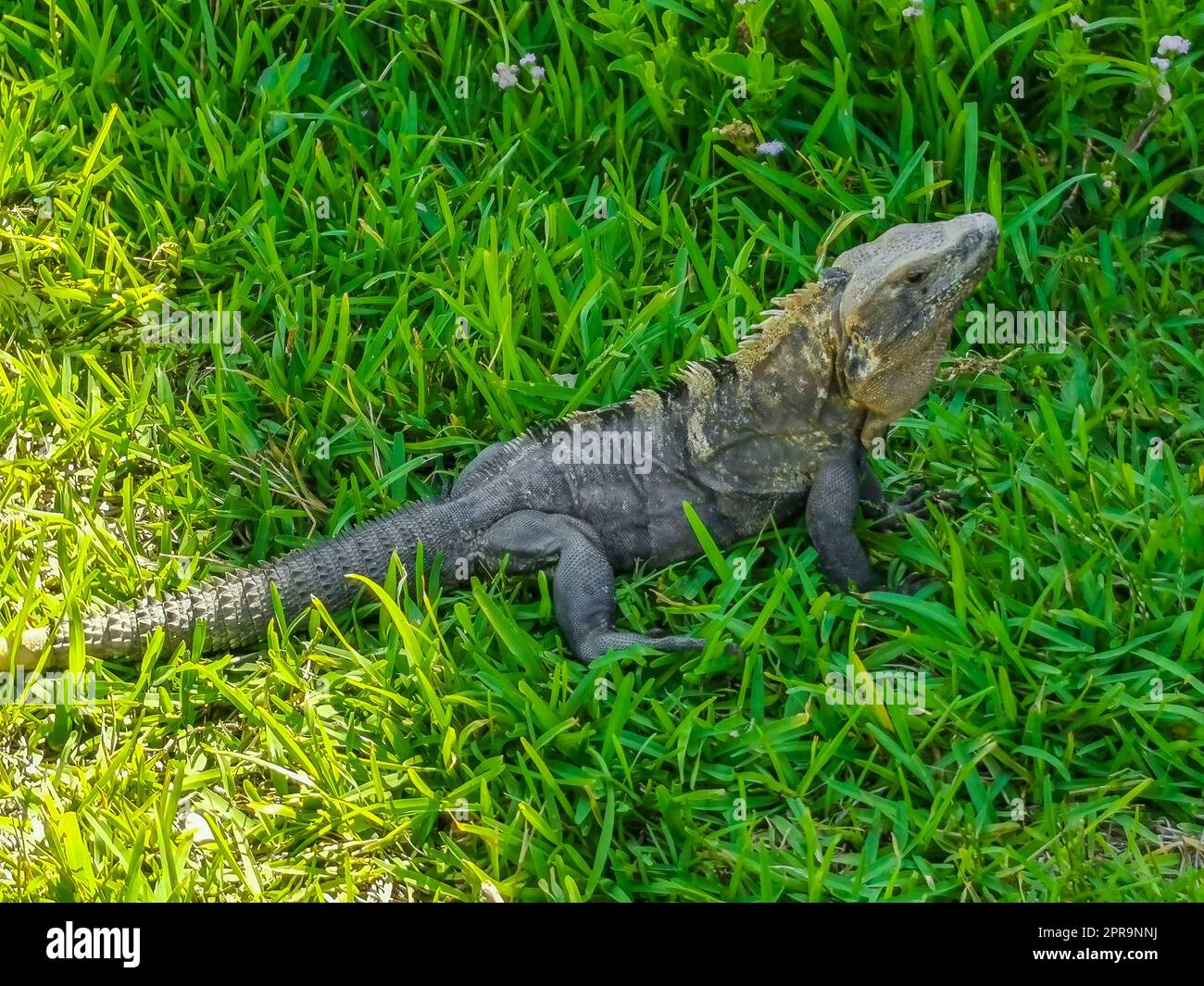 Iguana on grass Tulum ruins Mayan site temple pyramids Mexico Stock ...