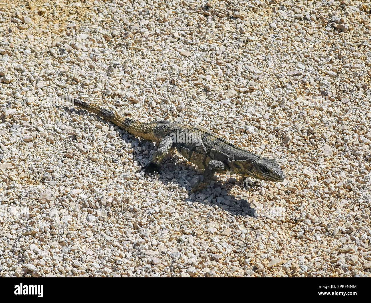 Iguana on ground Tulum ruins Mayan site temple pyramids Mexico Stock ...