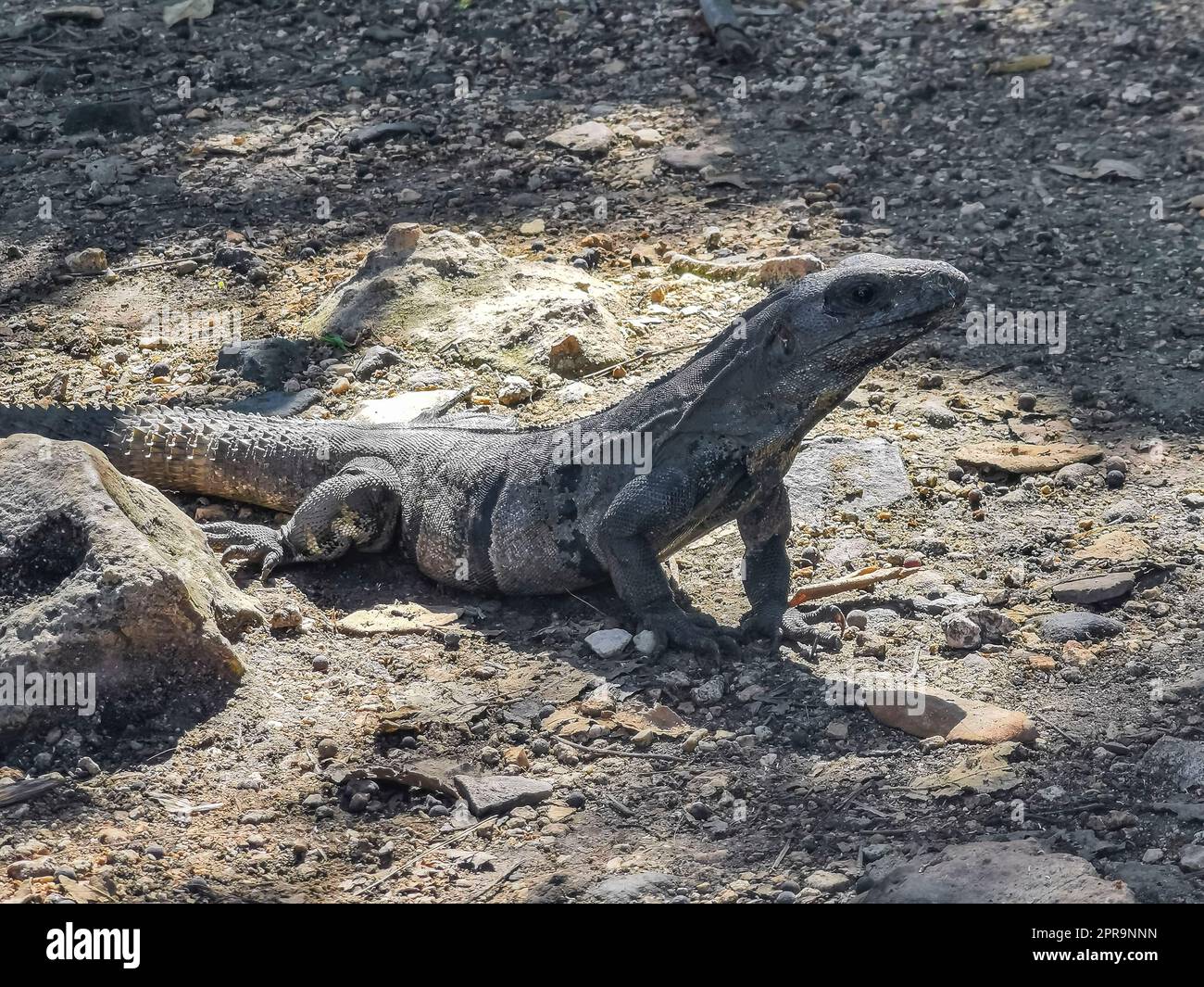 Iguana on ground Tulum ruins Mayan site temple pyramids Mexico Stock ...