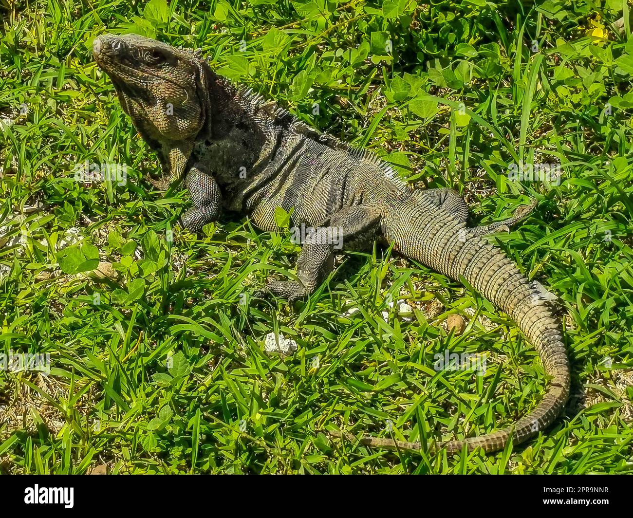 Iguana on grass Tulum ruins Mayan site temple pyramids Mexico Stock ...