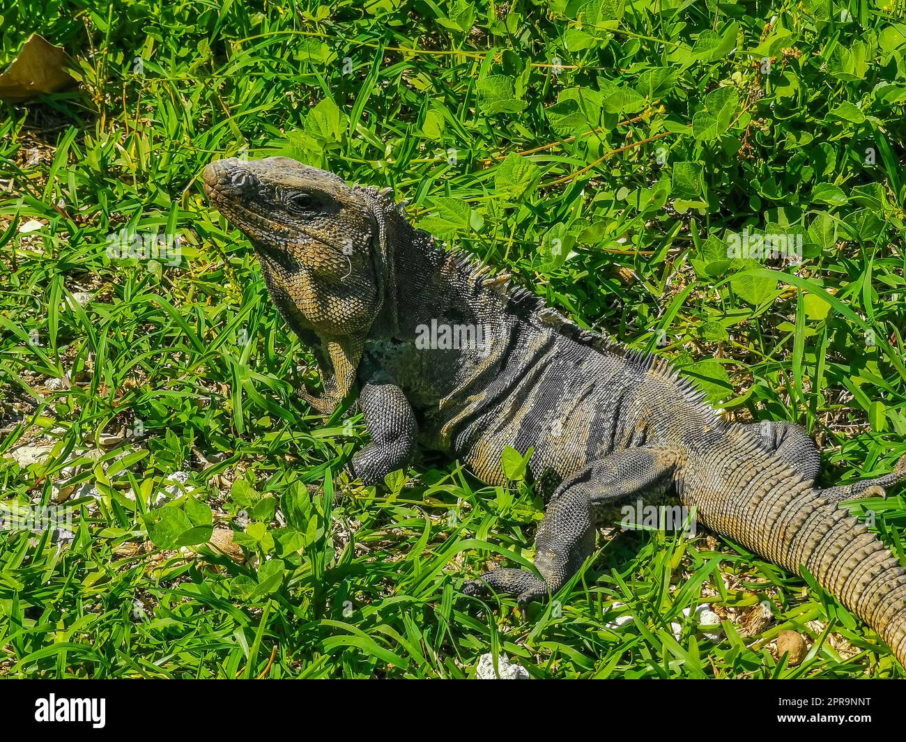 Iguana on grass Tulum ruins Mayan site temple pyramids Mexico Stock ...