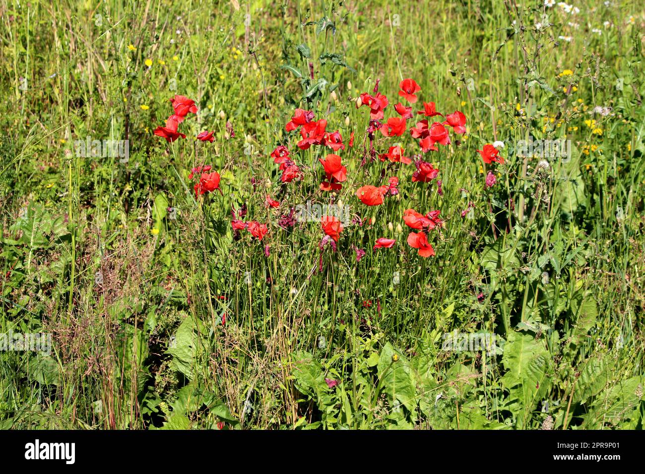 Bunch of Opium poppy or Papaver somniferum or Breadseed poppy annual ...