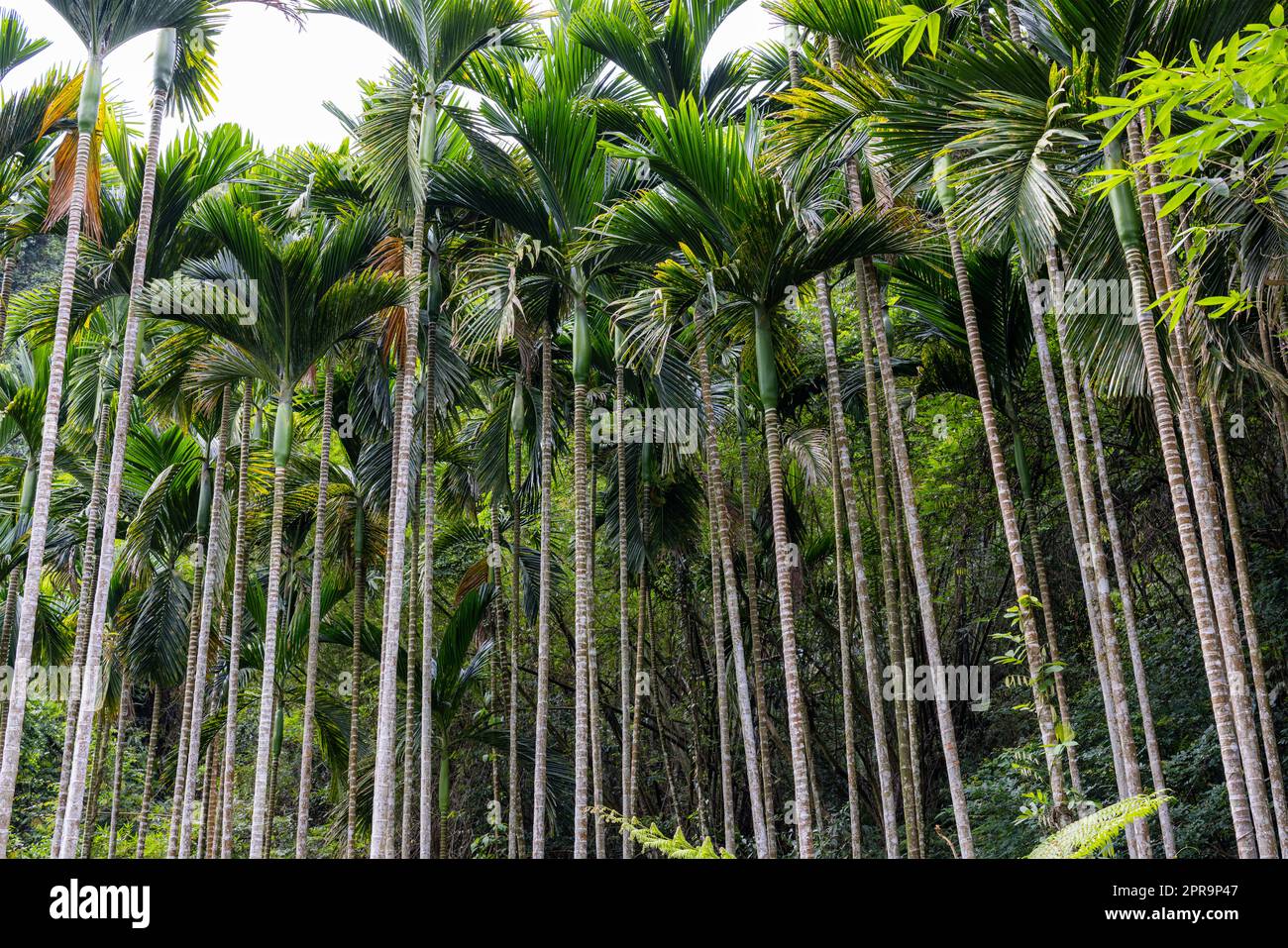 Areca catechu forest in Taiwan Stock Photo - Alamy