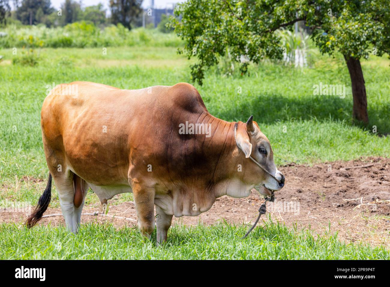 Cattle taiwan hi-res stock photography and images - Alamy