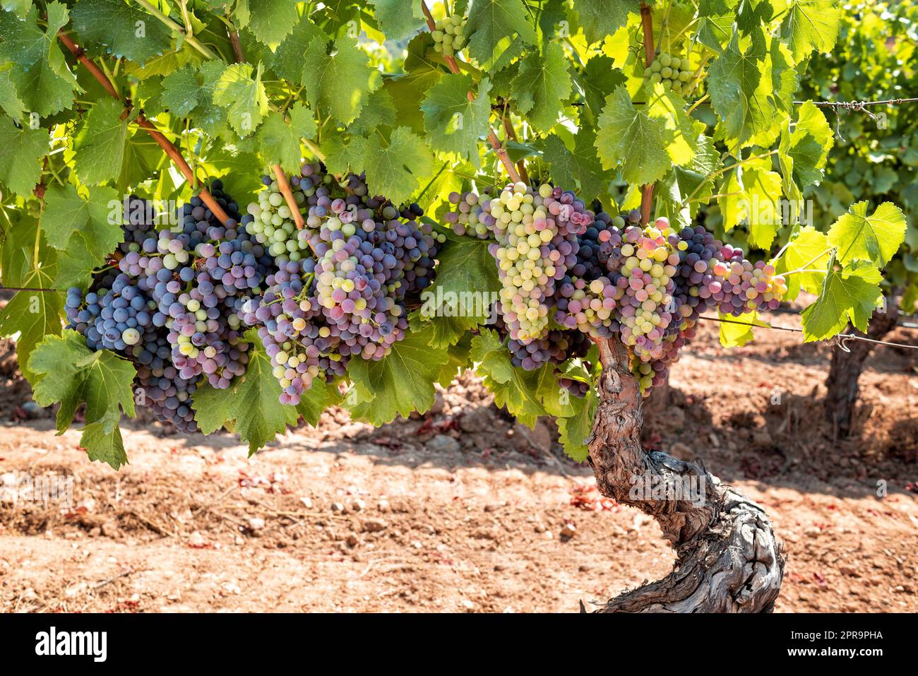 Tree branch small bunches hi-res stock photography and images - Alamy