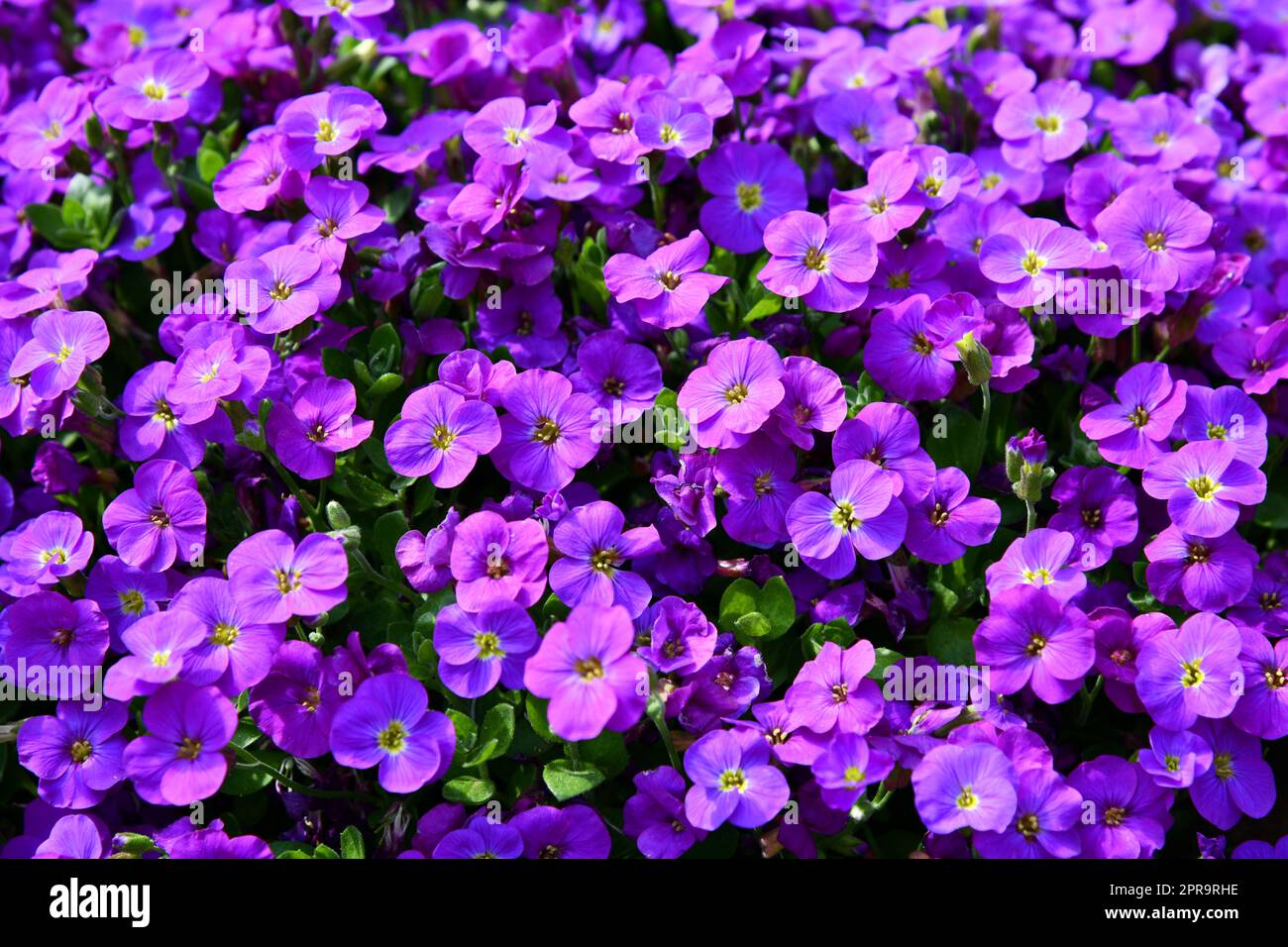 Greek blue cushion in bloom Stock Photo - Alamy