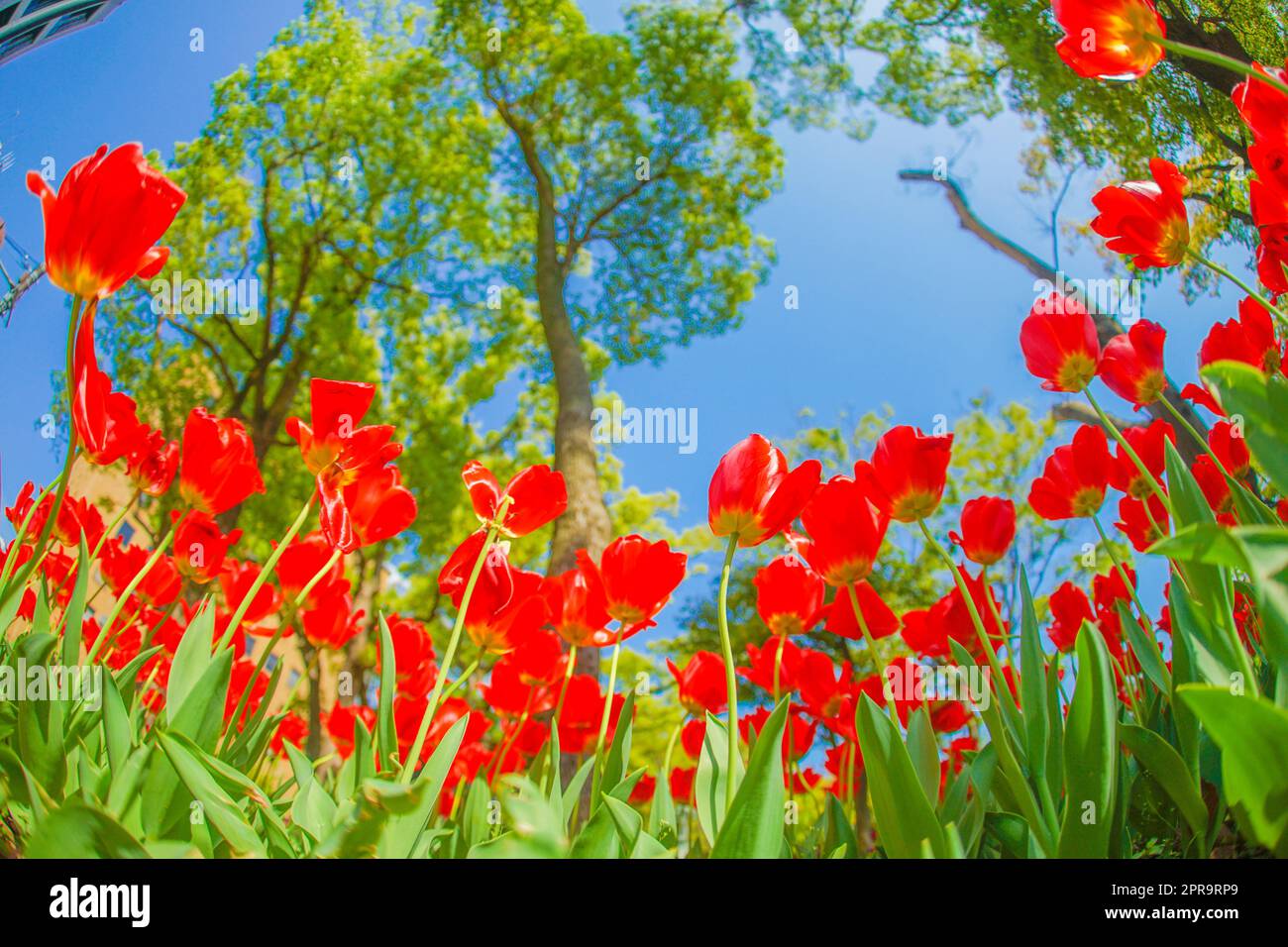 Fairy tale pink tulip hi-res stock photography and images - Alamy