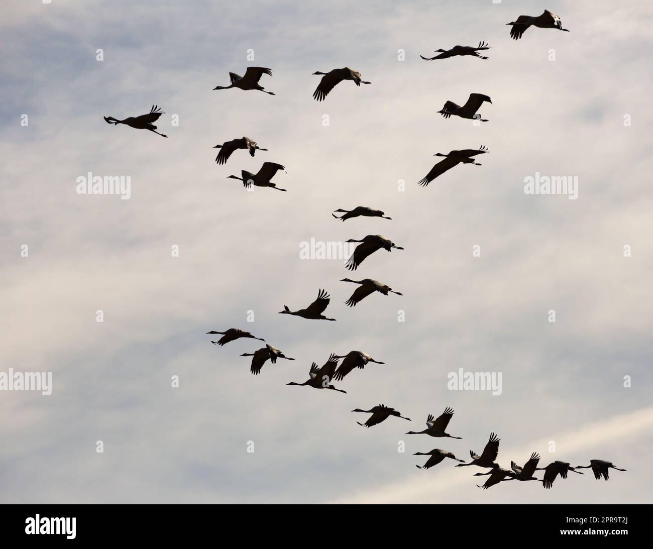Flight of migrating cranes in cloud sky Stock Photo - Alamy