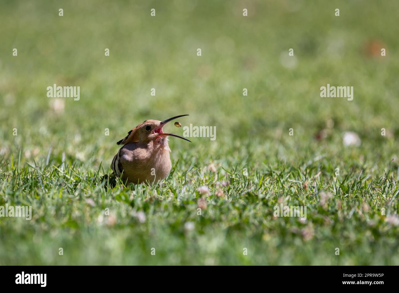 A Hoopoe eating a small worm Stock Photo - Alamy