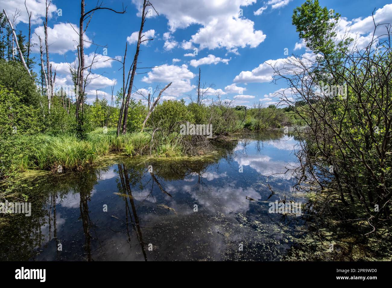 beautiful nature in Berlin Stock Photo - Alamy
