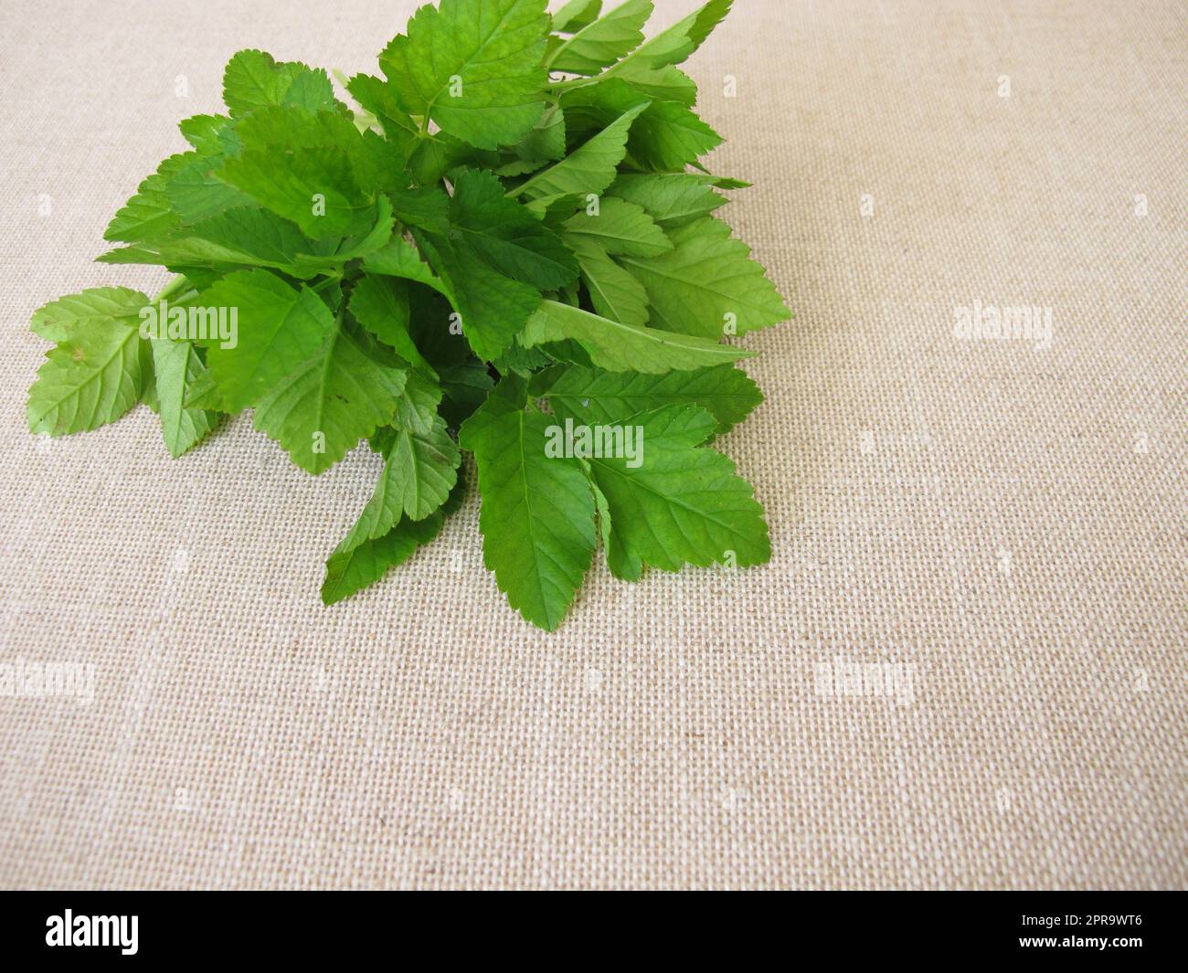 Gout weed hi-res stock photography and images - Alamy