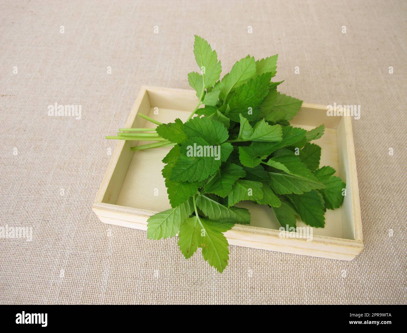 Gout weed hi-res stock photography and images - Alamy