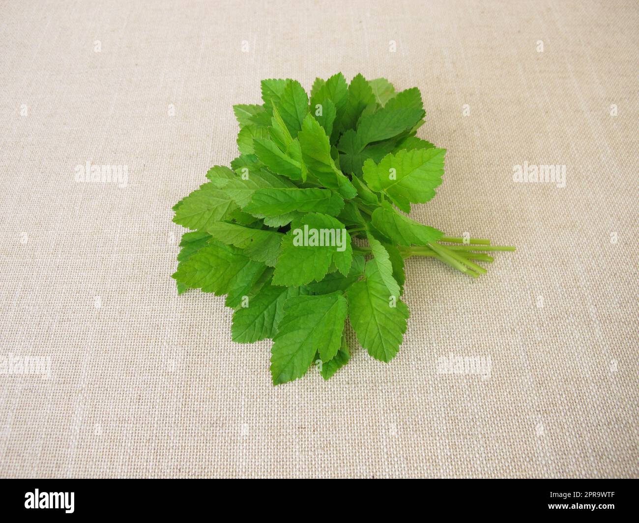 Gout weed hi-res stock photography and images - Alamy