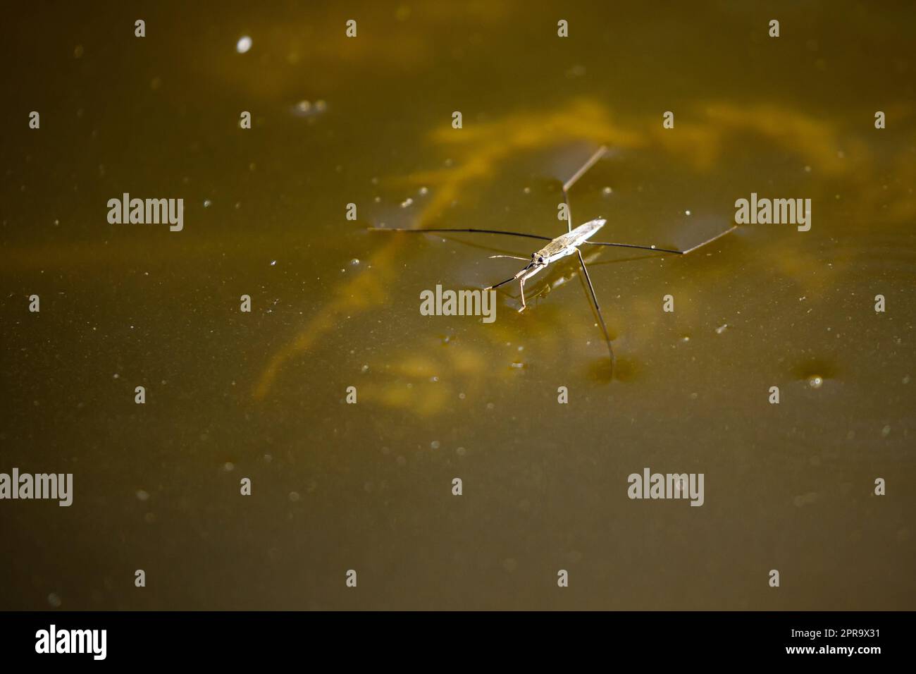 Hemiptera heteroptera water strider hi-res stock photography and images ...