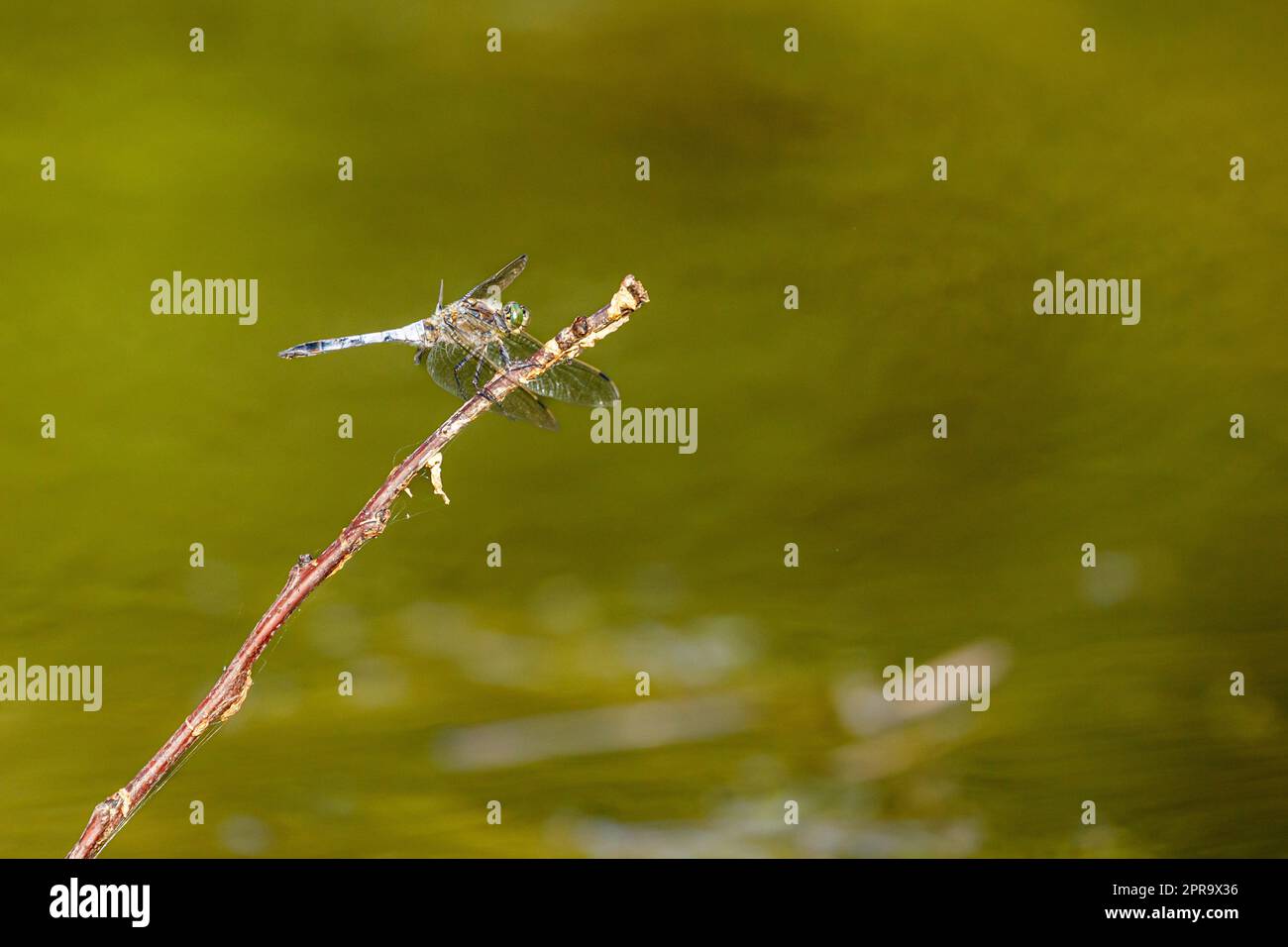 a blue leaf dragonfly at a river Stock Photo - Alamy