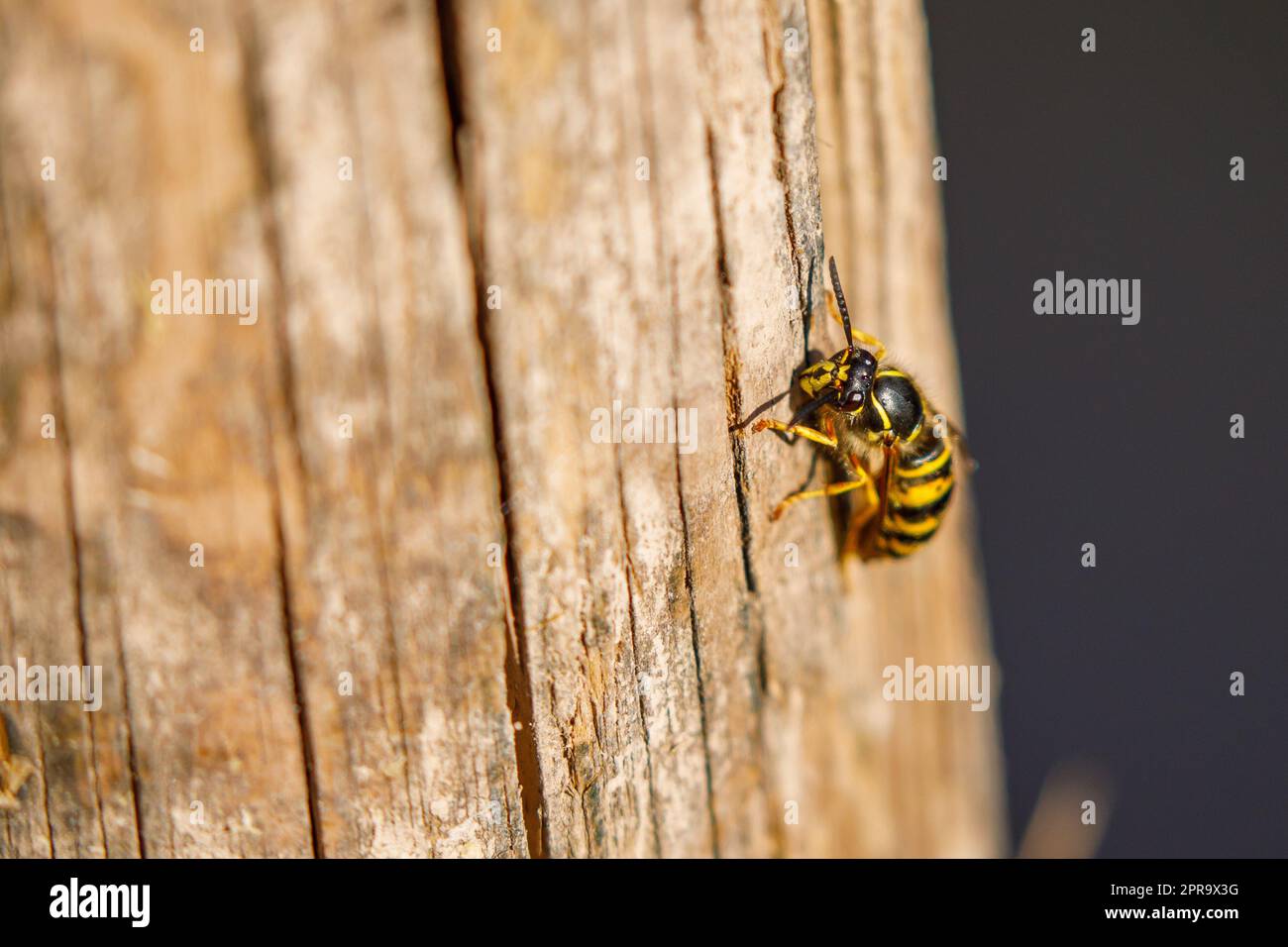 a German wasp in the wild Stock Photo - Alamy