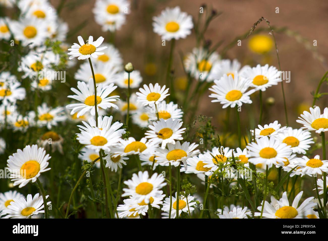 Ox-eye Daisy (Leucanthemum vulgare) in garden - soft focus Stock Photo ...