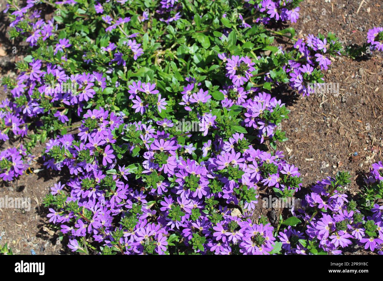 Fan flower hi-res stock photography and images - Alamy
