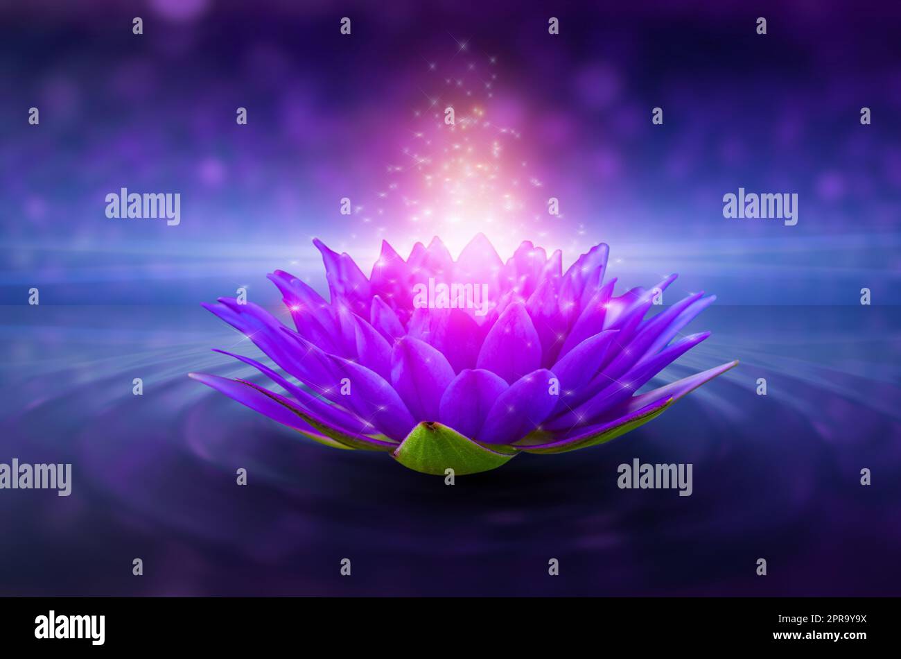 Purple Lotus Wallpaper