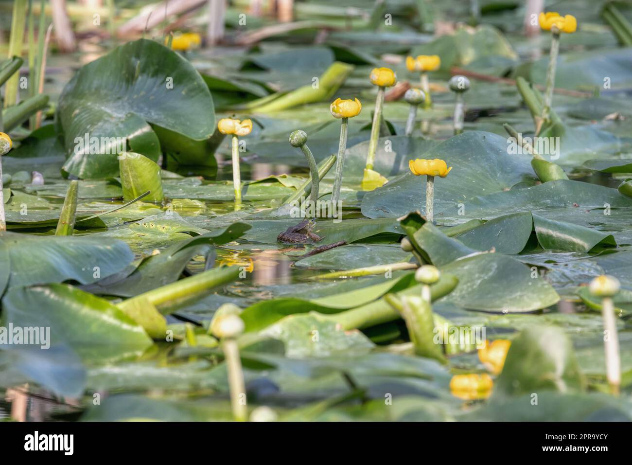 A Frog on a Nuphar leaf in the pond Stock Photo - Alamy