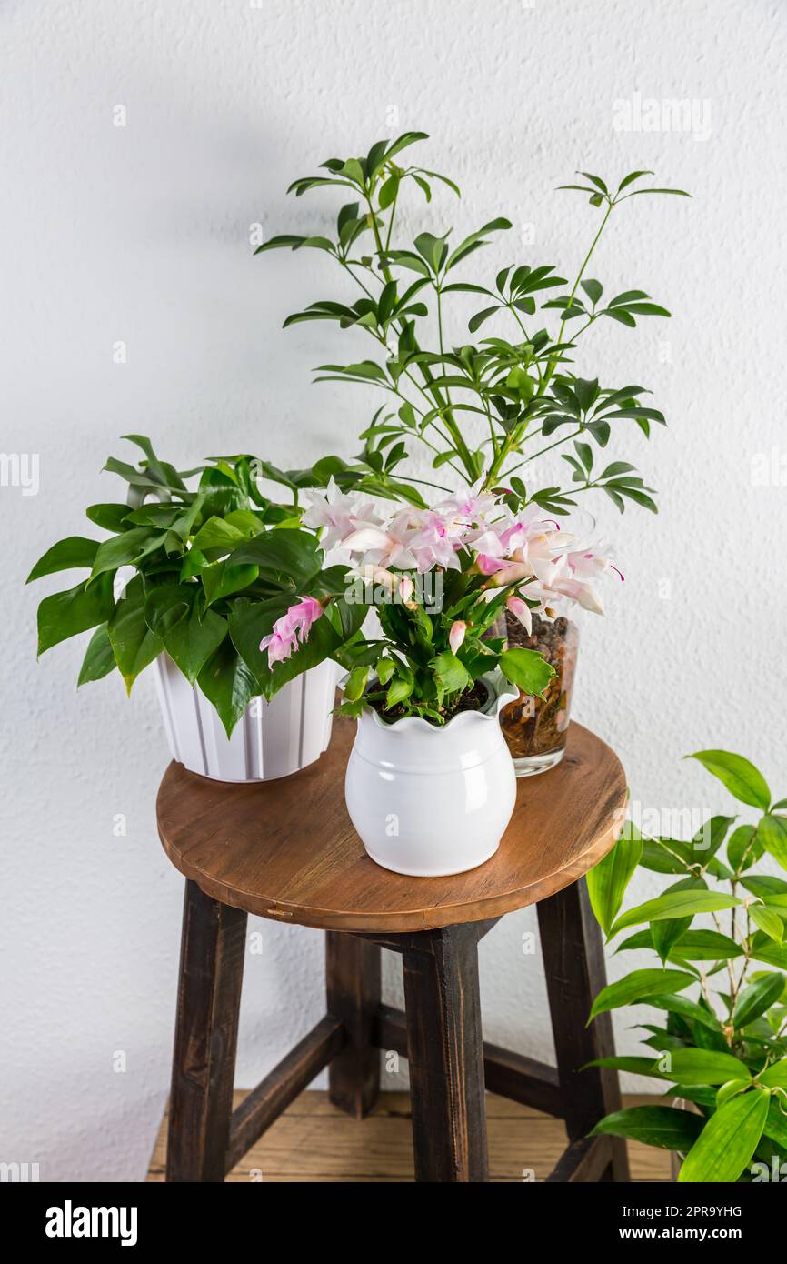 Home pottet plants. Home gardening concept. Home jungle Stock Photo - Alamy