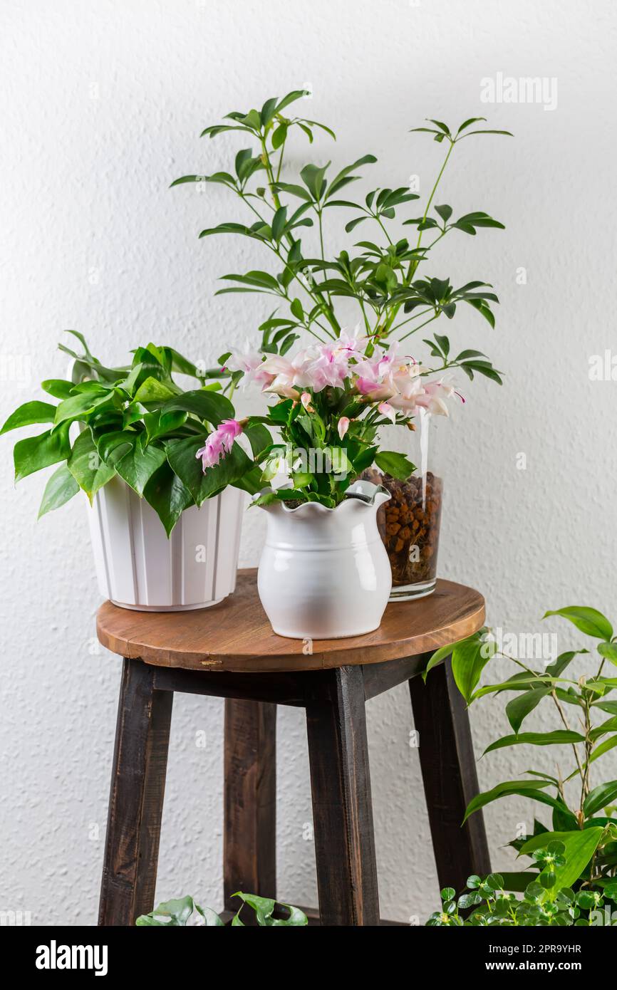 Home pottet plants. Home gardening concept. Home jungle Stock Photo - Alamy