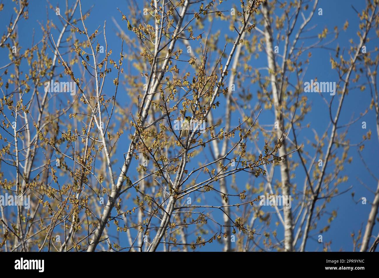 Male American Goldfinch Foraging Stock Photo - Alamy
