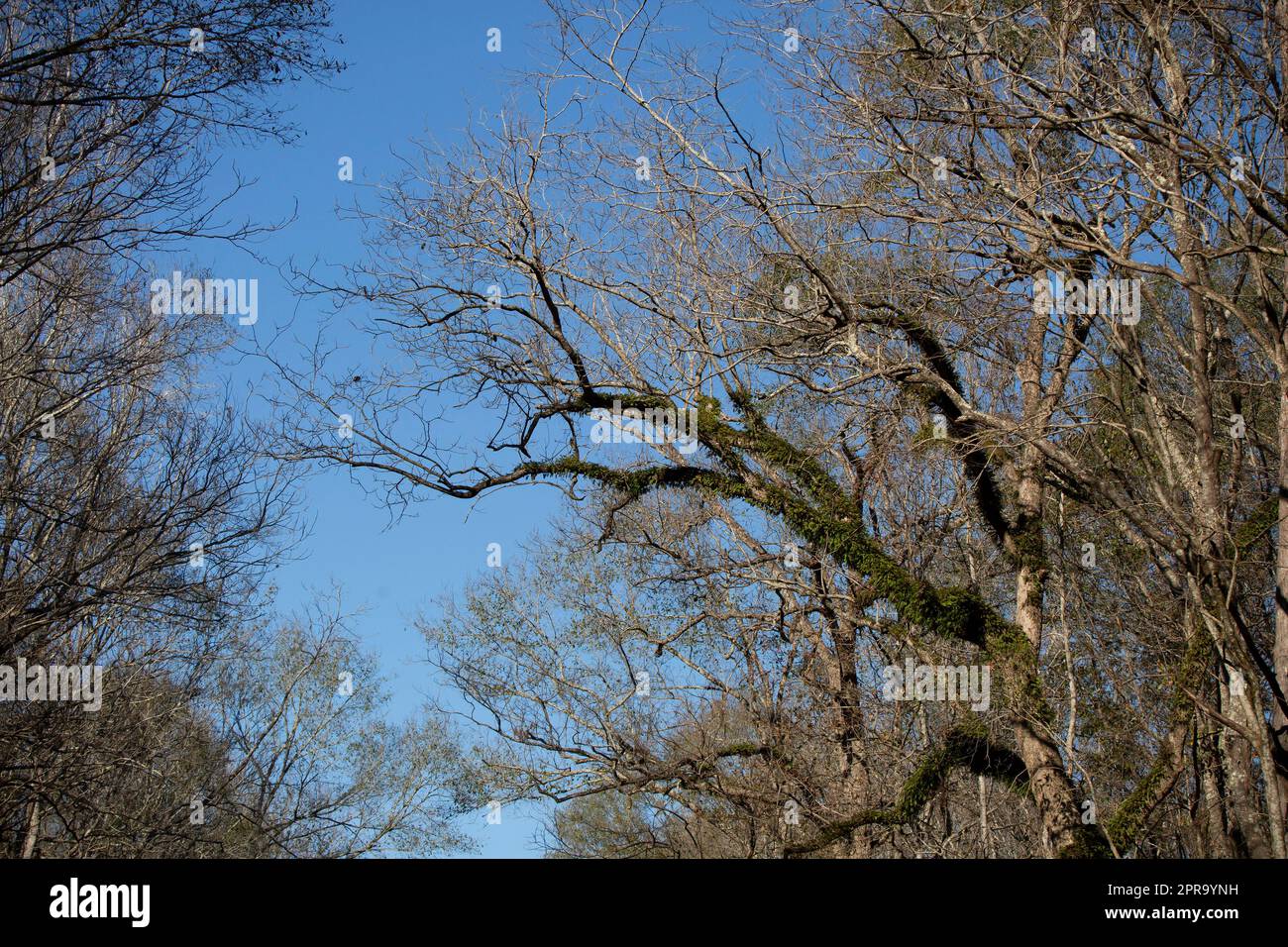 Tree Limbs and a Deep Blue Sky Stock Photo - Alamy