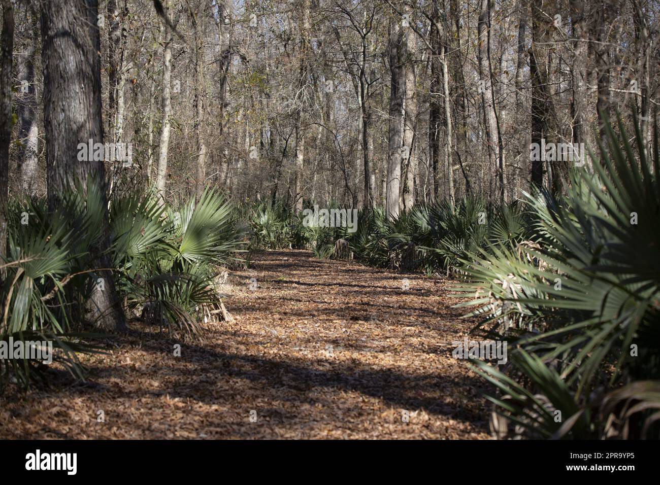 Covered path hi-res stock photography and images - Alamy