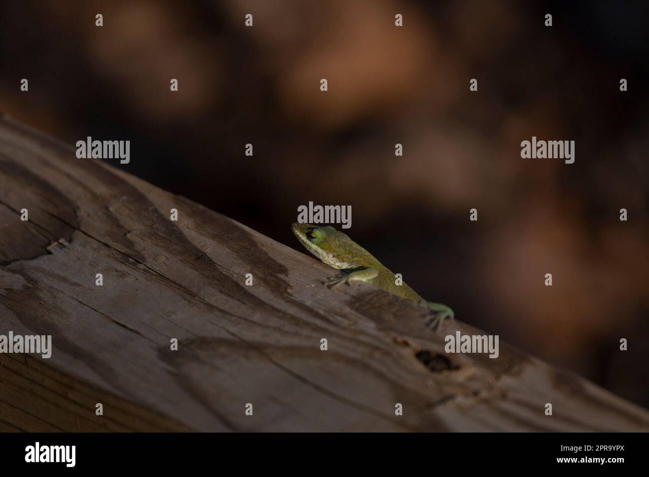 Green Anole Scurrying Stock Photo - Alamy