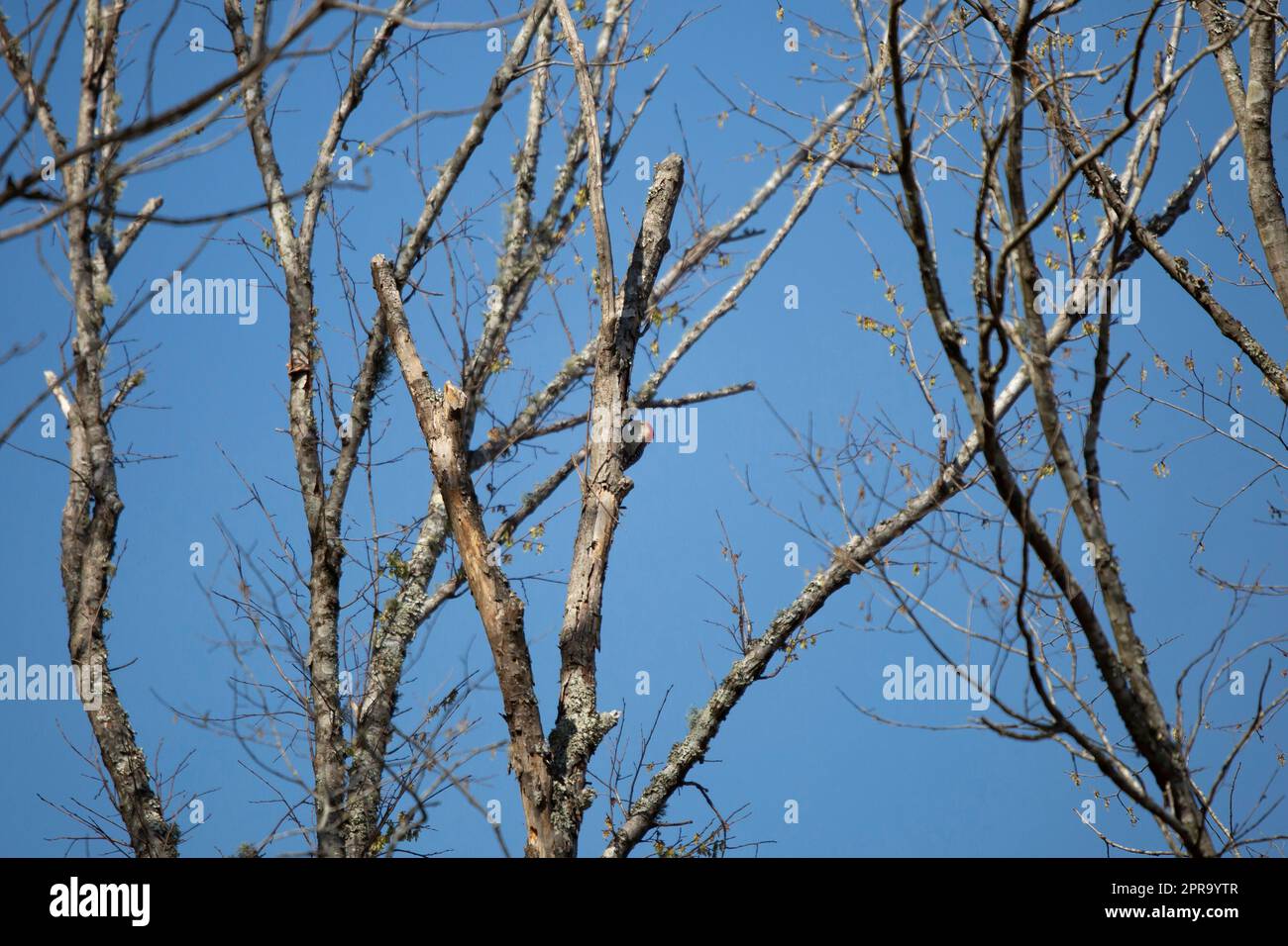 Red-Bellied Woodpecker Foraging Stock Photo - Alamy