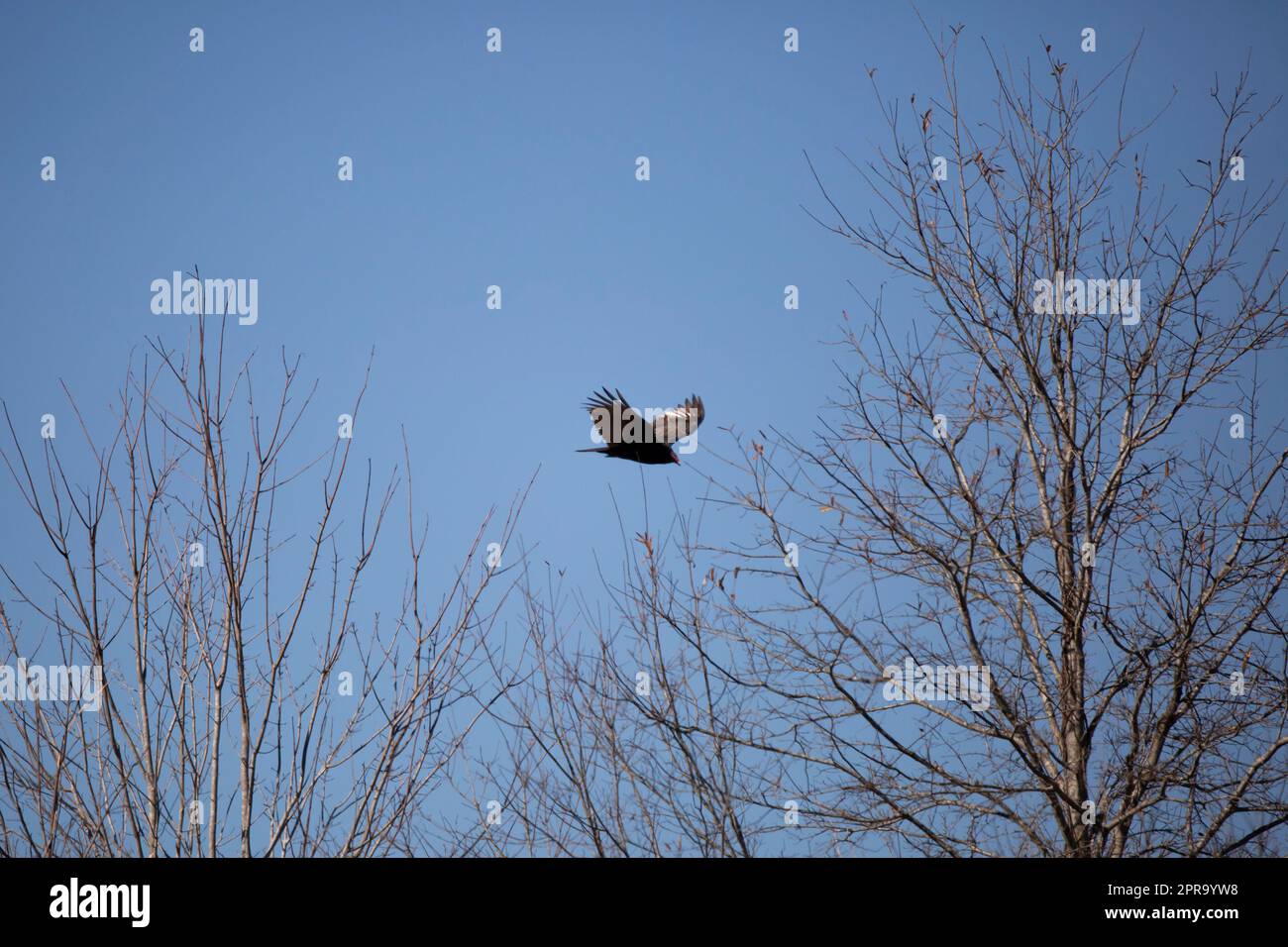 Turkey Vulture Soaring Stock Photo - Alamy