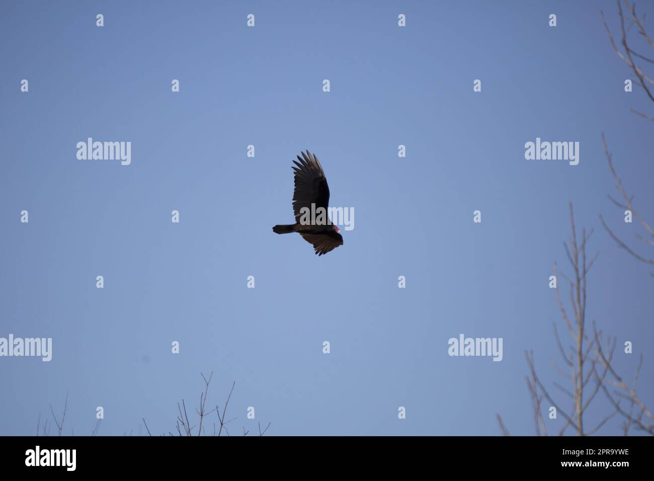 Turkey Vulture Soaring Stock Photo - Alamy