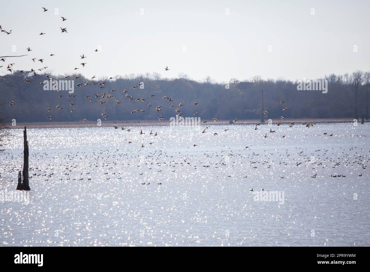 Northern Shoveler and Pintail Ducks in Flight Stock Photo - Alamy