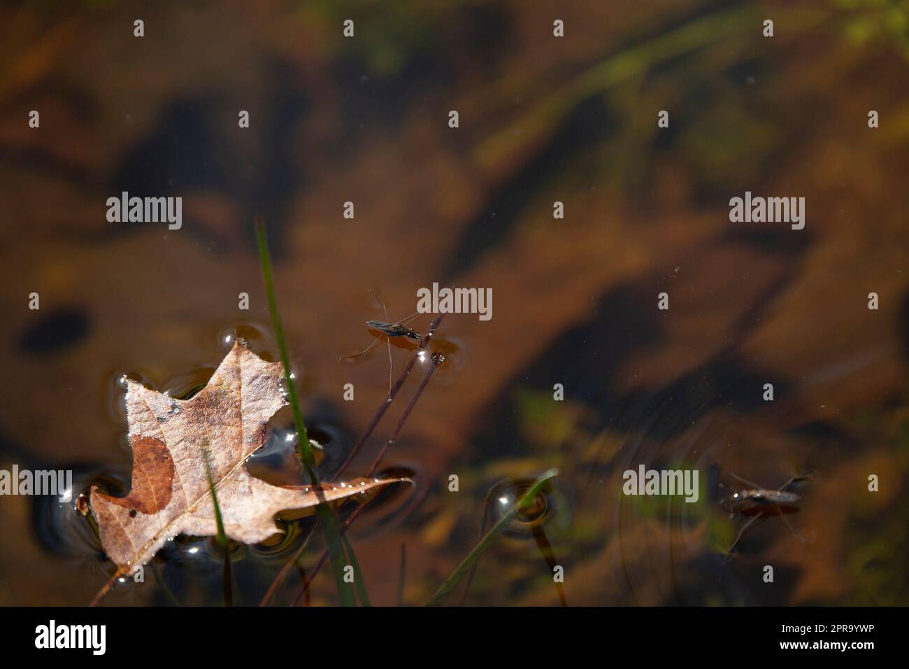 Bug muddy hi-res stock photography and images - Alamy